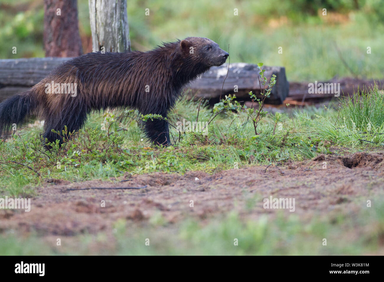 Wolverine (Gulo gulo Stock Photo - Alamy