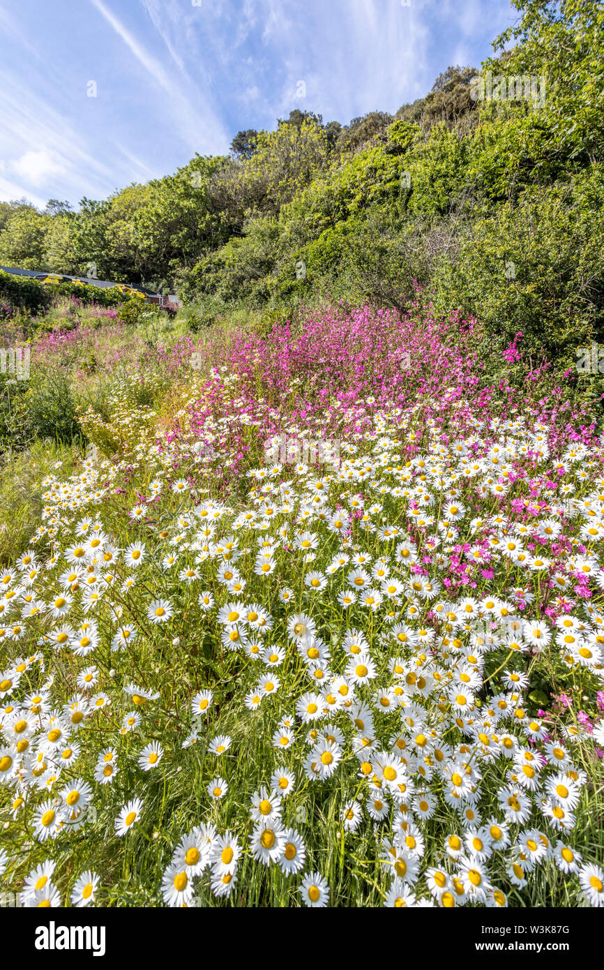 Wild flowers of britain hi-res stock photography and images - Alamy