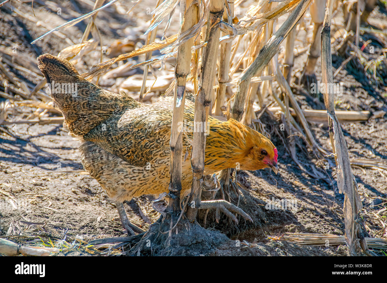Free range chicken hi-res stock photography and images - Alamy