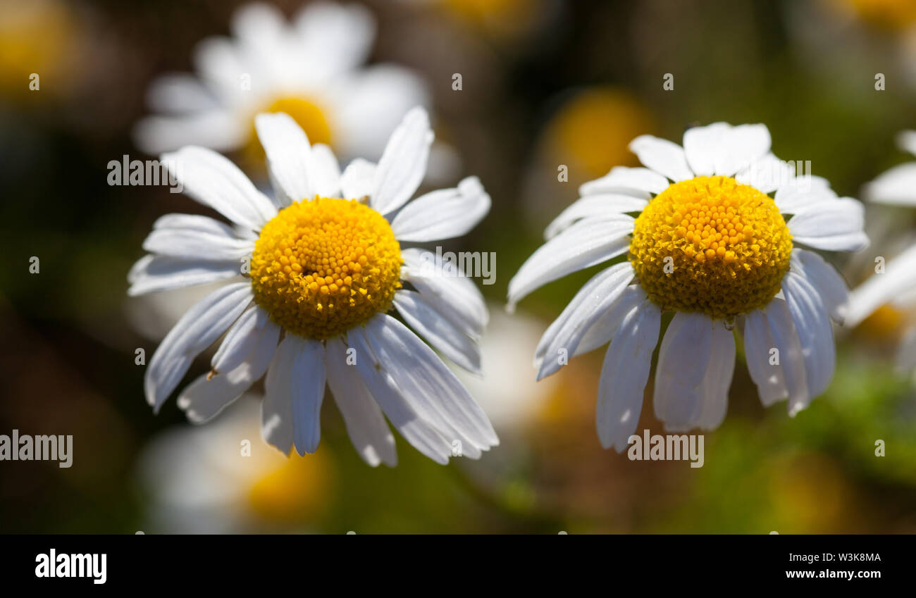 Scentless false mayweed (Tripleurospermum inodorum Stock Photo - Alamy