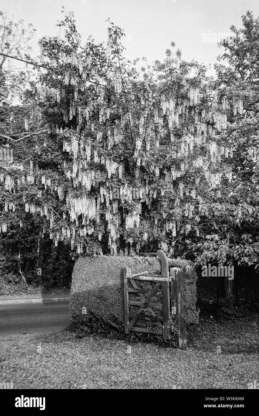 Laburnum tree Black and White Stock Photos & Images - Alamy