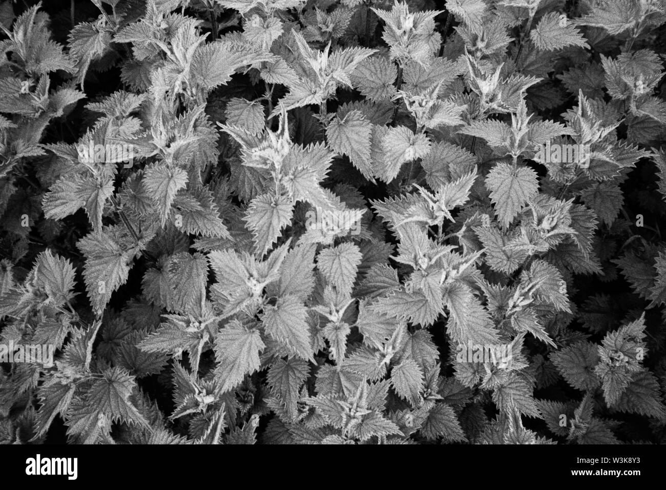 Nettle bed Black and White Stock Photos & Images - Alamy