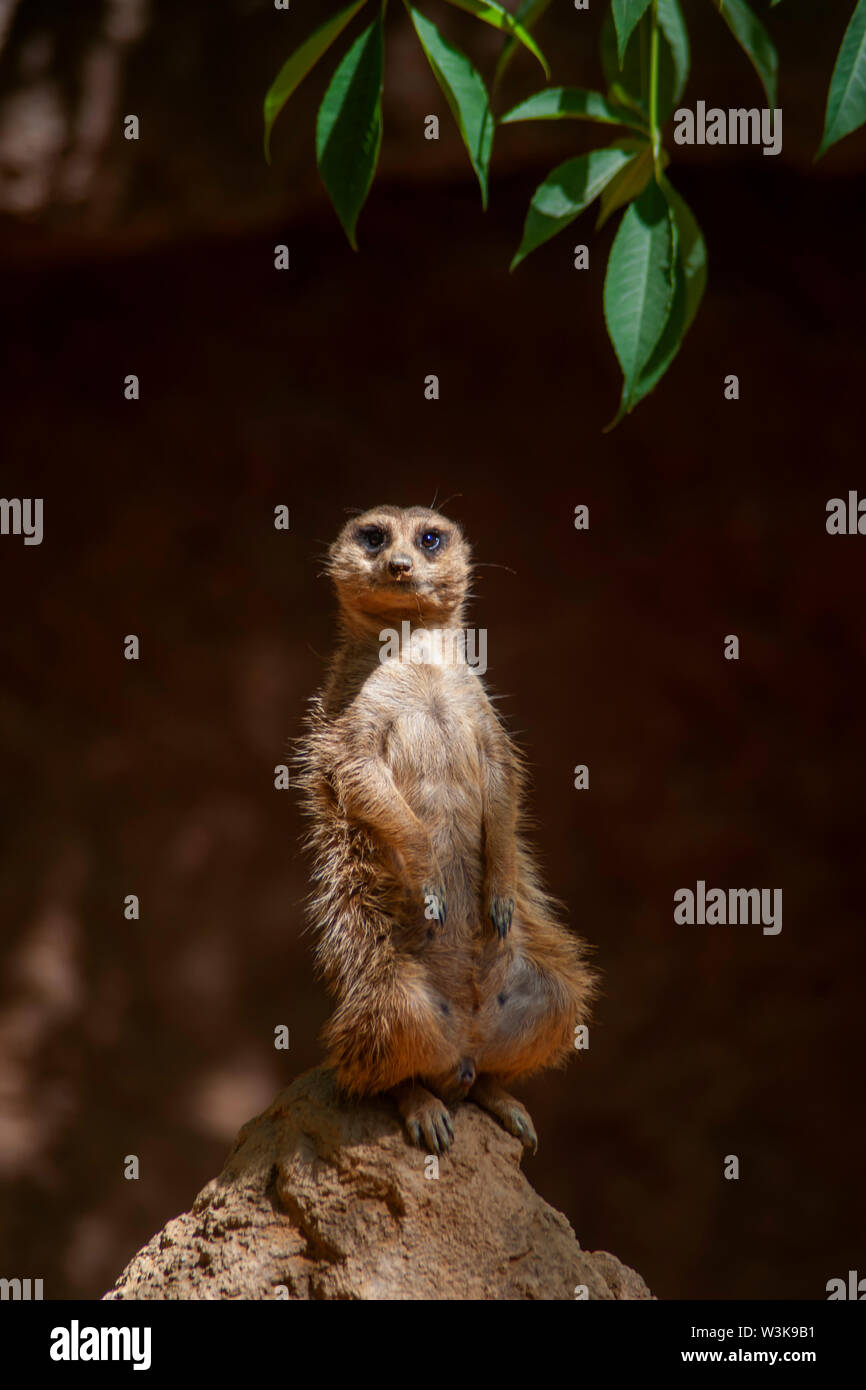 Suricatta species hi-res stock photography and images - Alamy