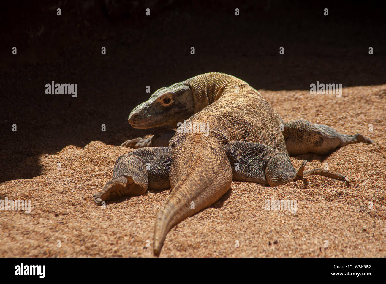 Beautiful komodo dragon Stock Photo - Alamy