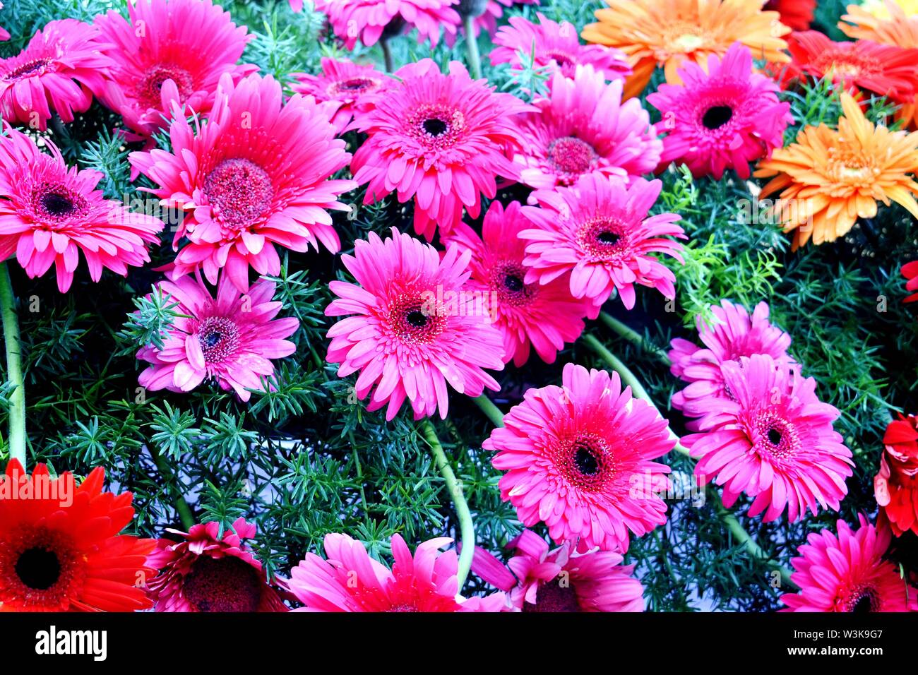Bunch of fresh and colourful Flowers Stock Photo - Alamy