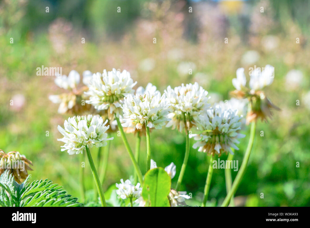 White clover aka Trifolium repens in grass on summer meadow. Close up ...