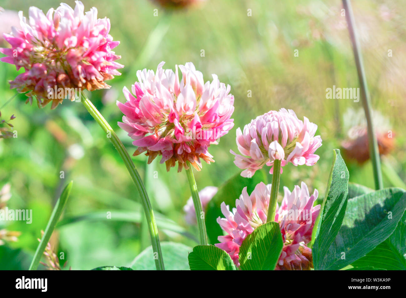 Pink clover aka Trifolium repens in grass on summer meadow. Close up of ...