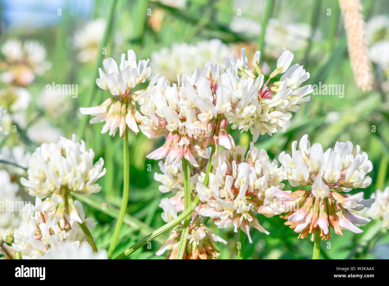 White clover aka Trifolium repens in grass on summer meadow. Close up ...