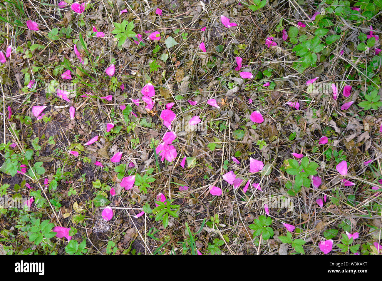 Fallen bright pink rosehip flowers on ground with rare green grass ...