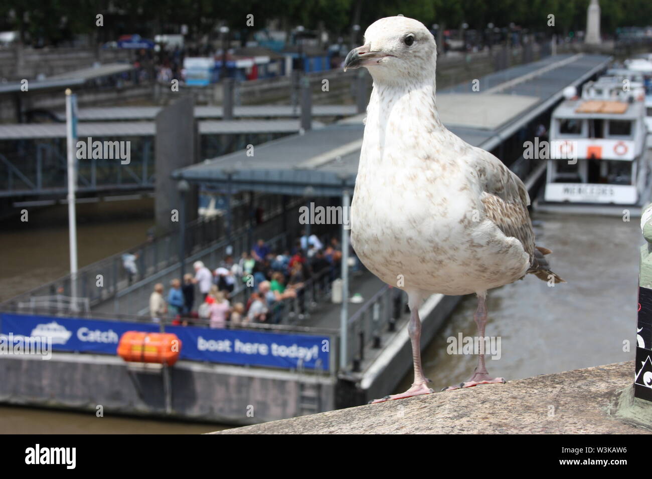 seagull on the Thames River in London Stock Photo - Alamy
