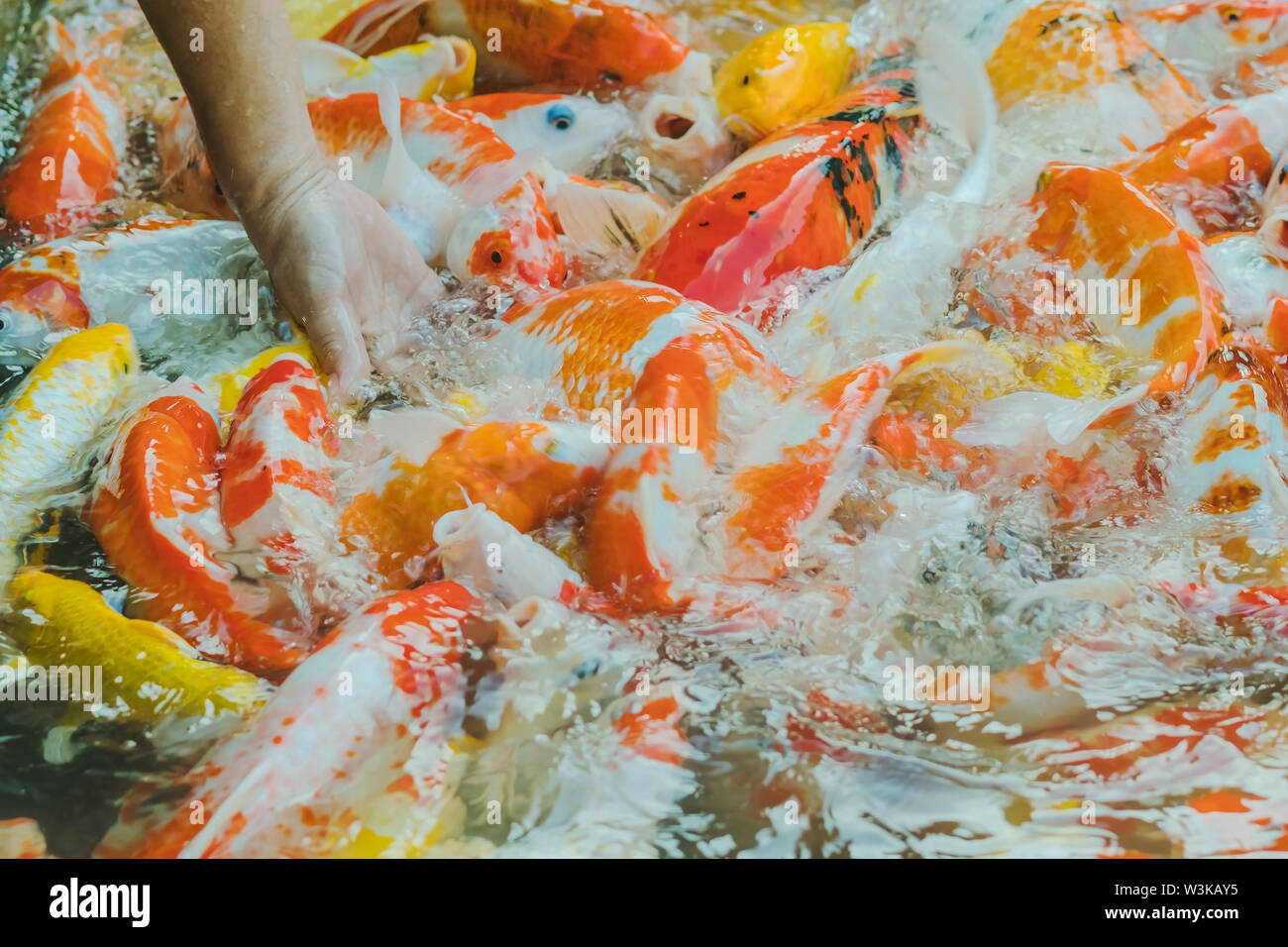 Woman feeding food fancy hi-res stock photography and images - Alamy