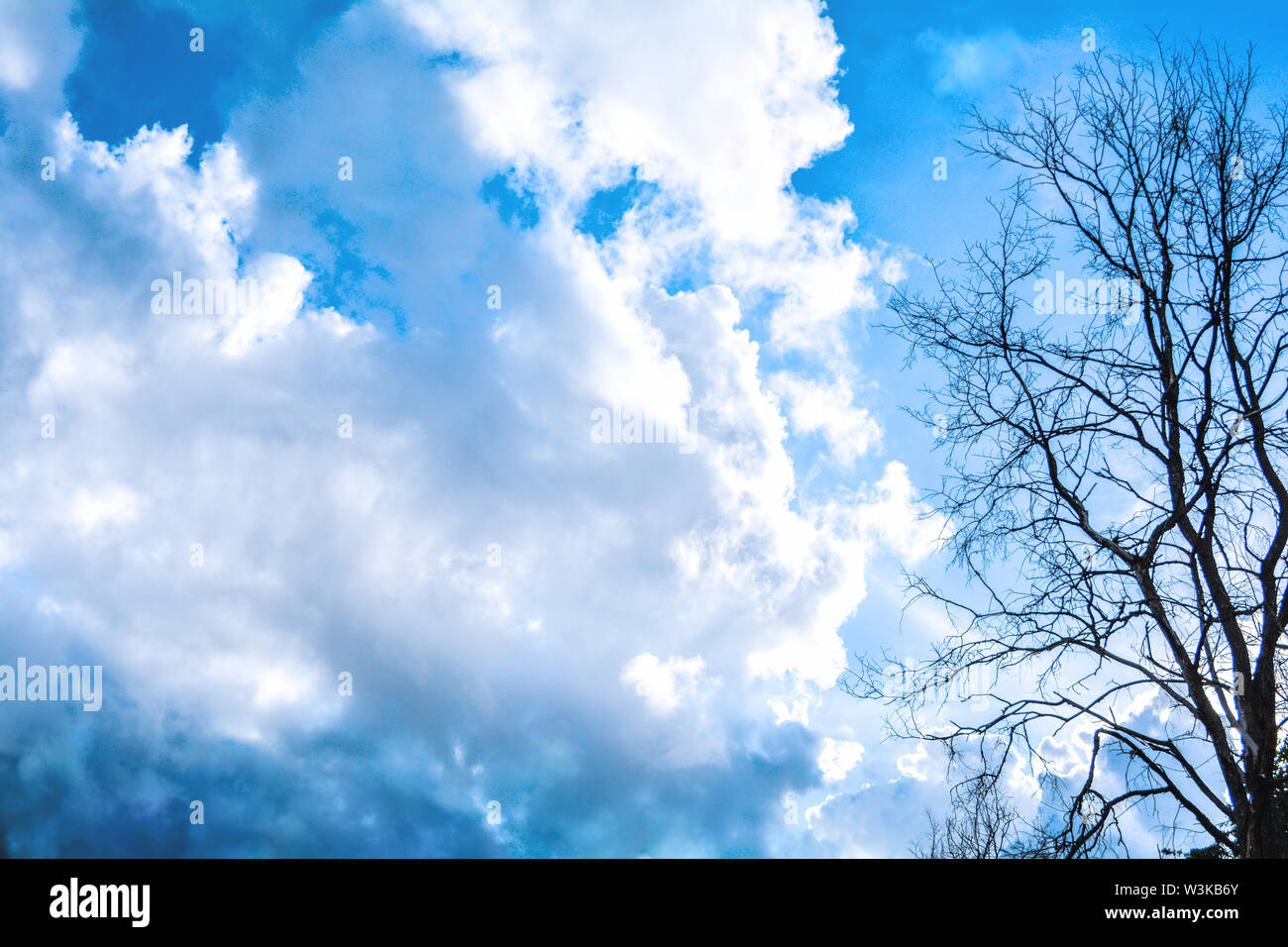 Silhouette of dead tree branches on blue sky with clouds background ...