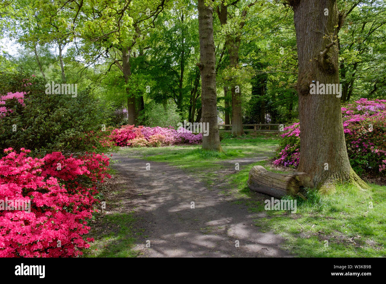 A path through trees and bushes with pink, red & purple spring flowers ...