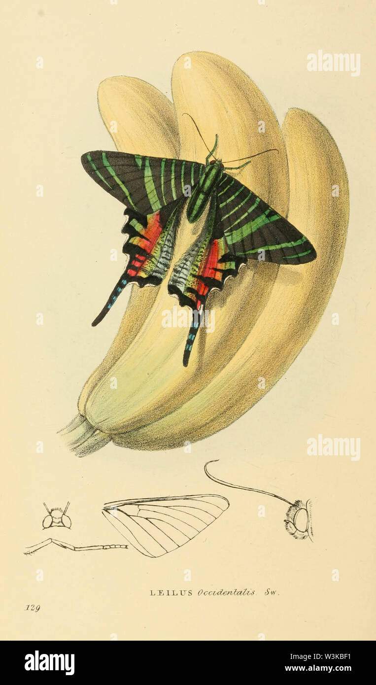 Vintage Lithograph Illustrations High Resolution Stock Photography and ...