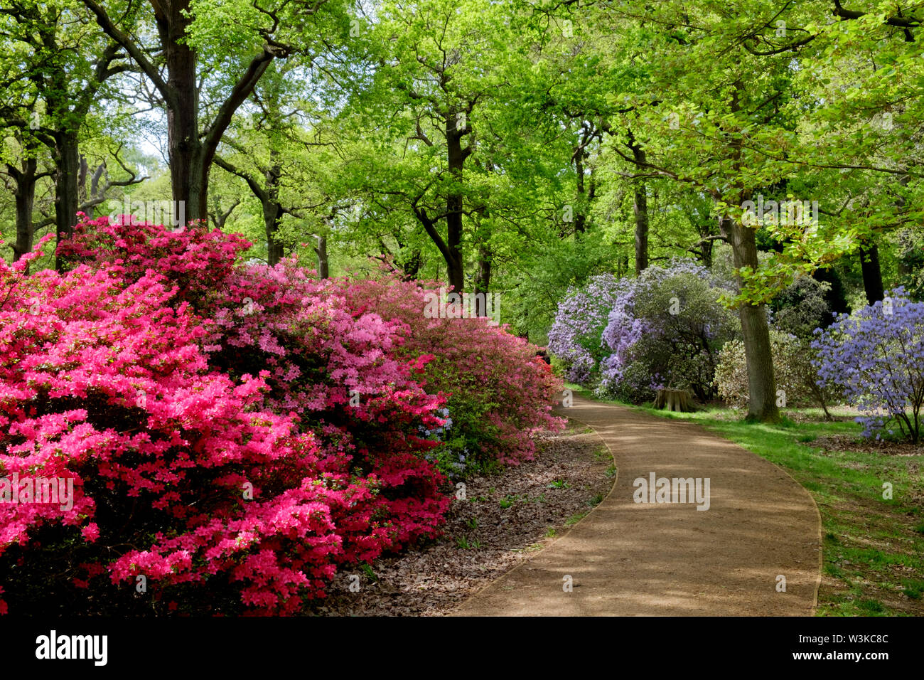 Beautiful Pathway Lined With Trees And Purple Azaleas