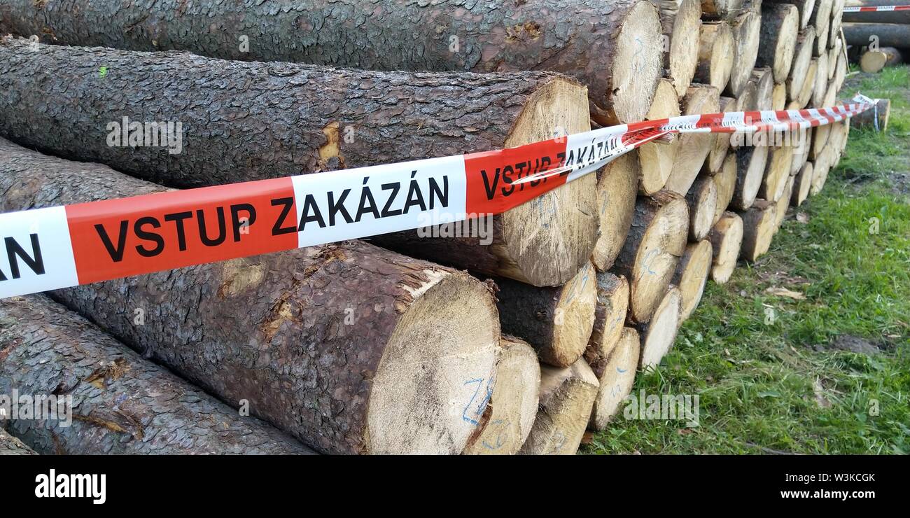 Felled wood in the forest, Czech Republic, 2019. (CTK Photo/Rostislav ...