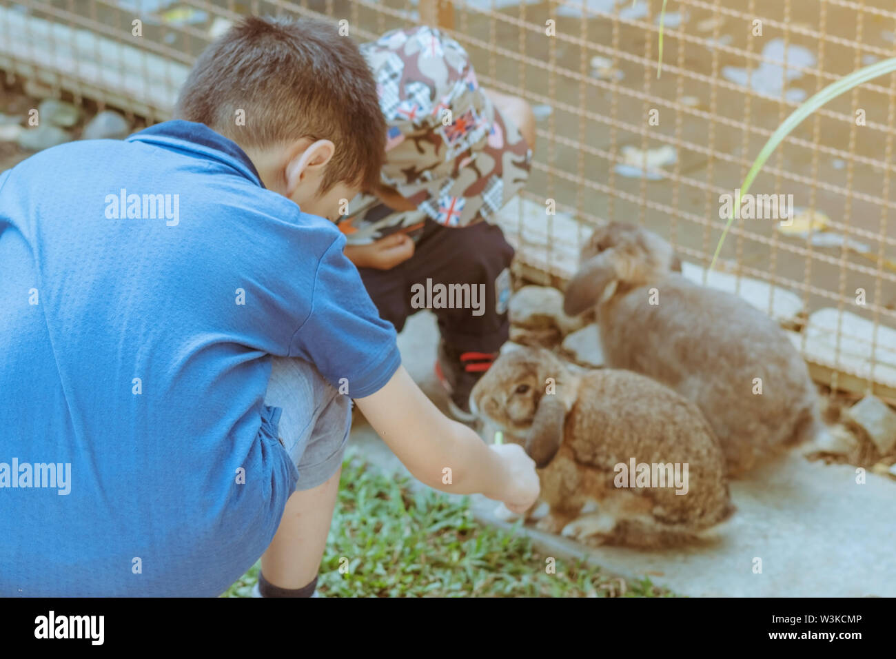 Kid feeding and petting rabbits outside during spring time in garden ...