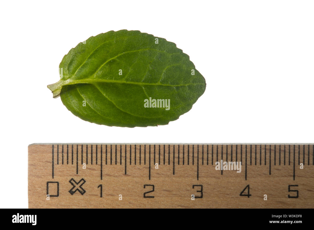 Bachbunge, Bach-Ehrenpreis, Bachbungen-Ehrenpreis, Bachehrenpreis ...