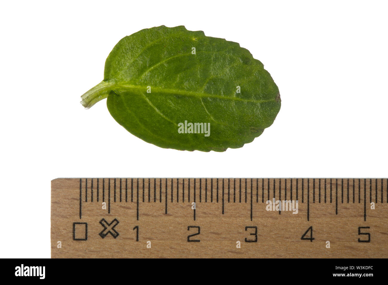 Bachbunge, Bach-Ehrenpreis, Bachbungen-Ehrenpreis, Bachehrenpreis ...