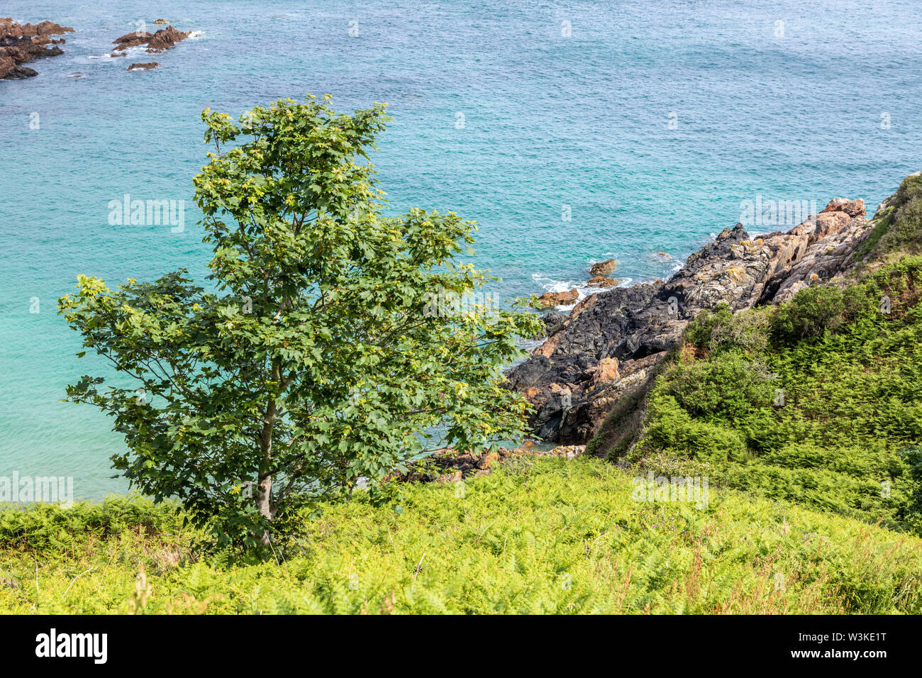 Sea view from fern tree hi-res stock photography and images - Alamy