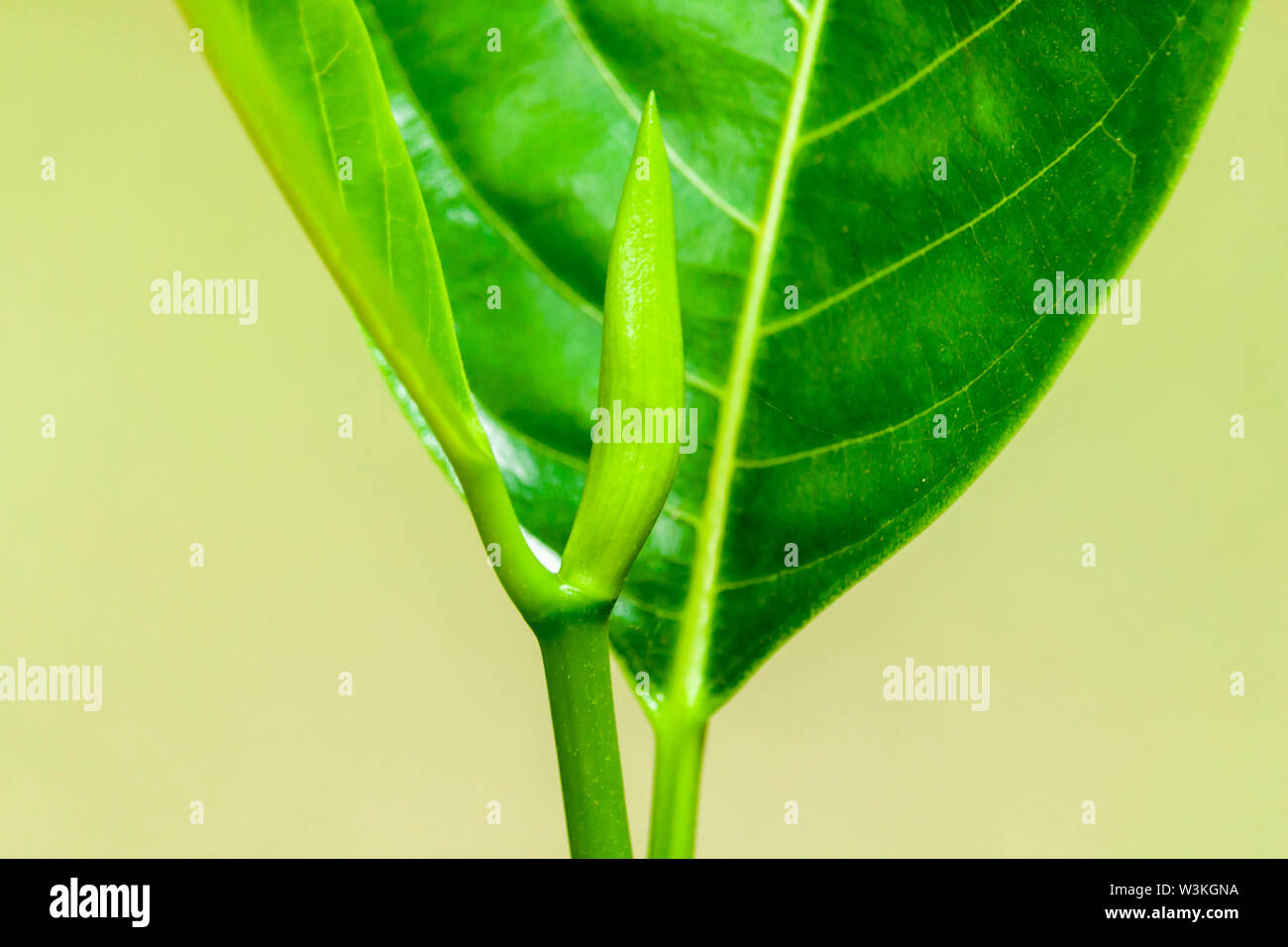 New Bud of Jackfruit Stock Photo - Alamy
