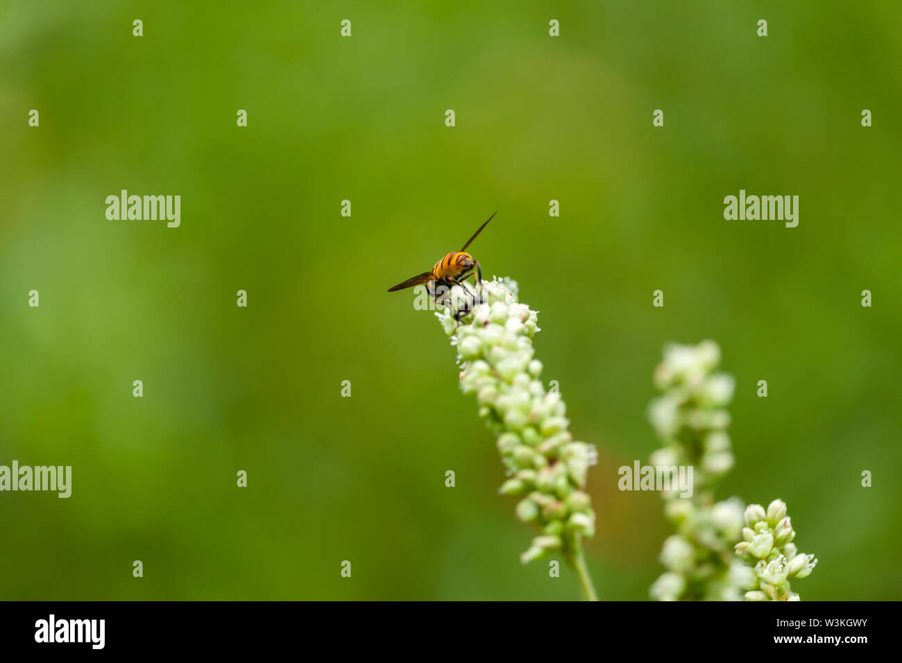 Macro Photography of Wildflower with Bee Stock Photo - Alamy