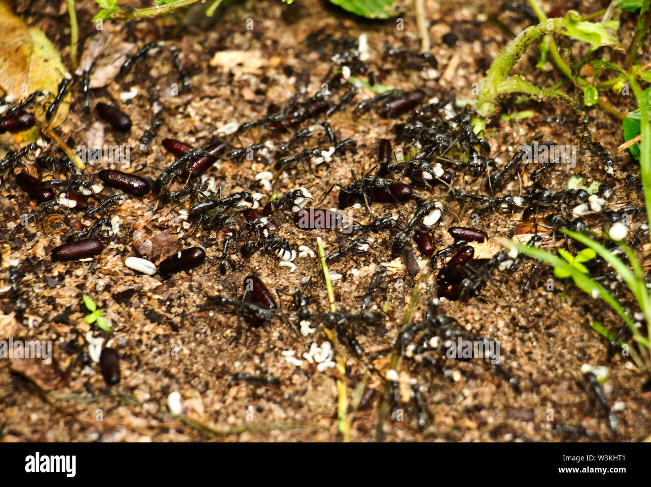 The Hissing or African Stink Ant lives in small temporary social groups ...