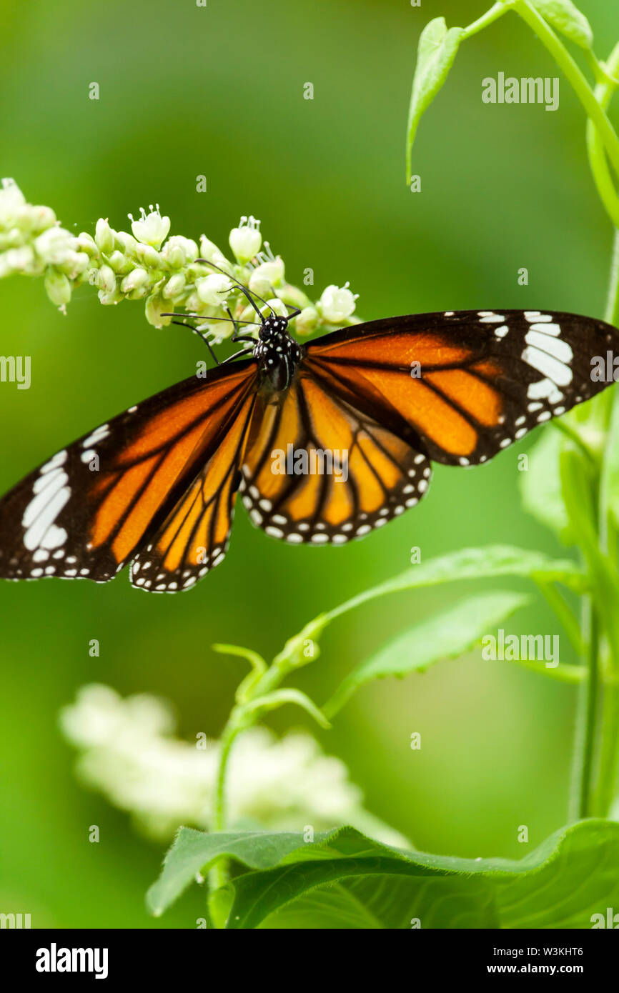 Wildflowers meadow and butterfly hi-res stock photography and images ...