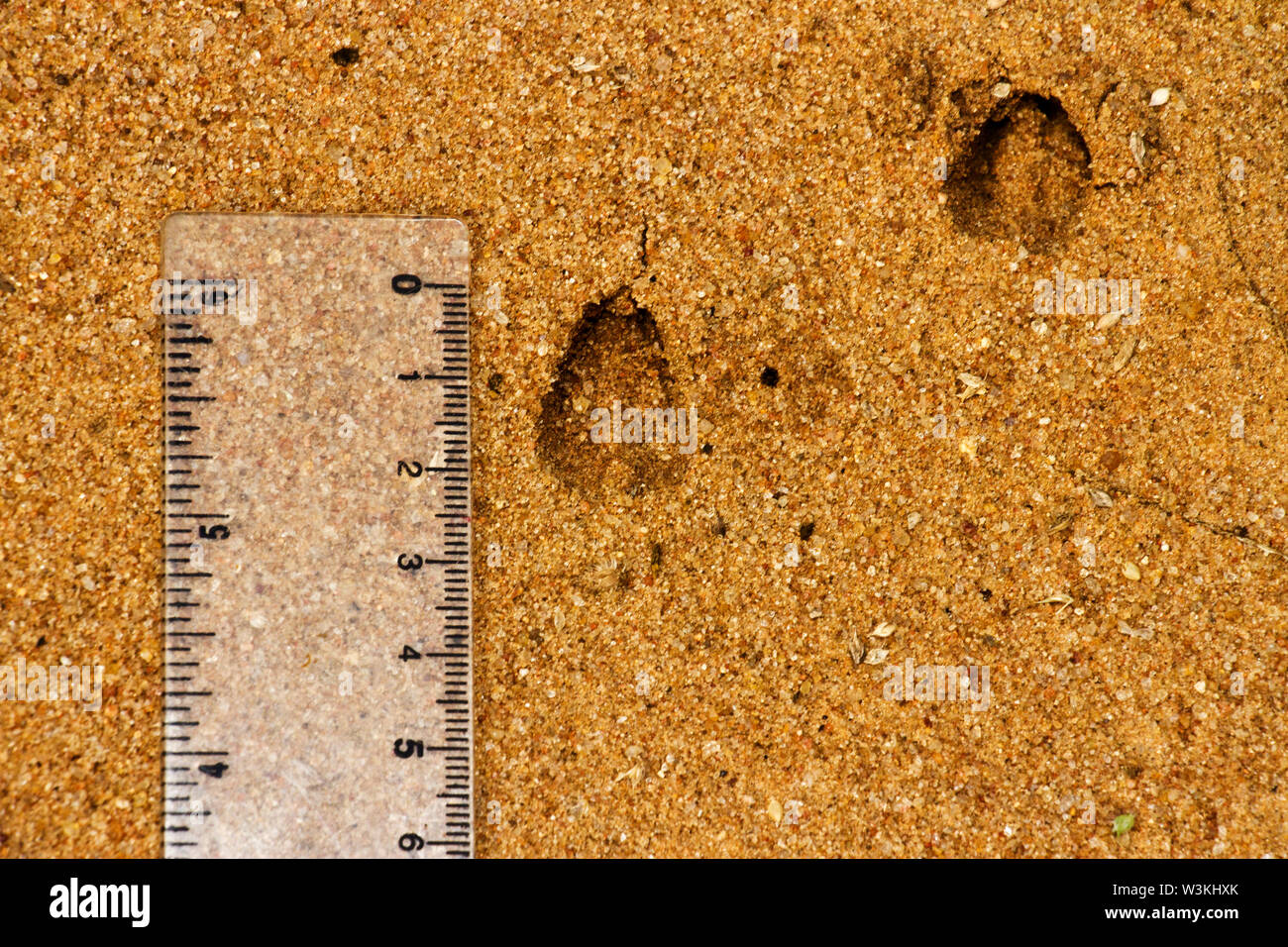 Imprints bushmeat hi-res stock photography and images - Alamy