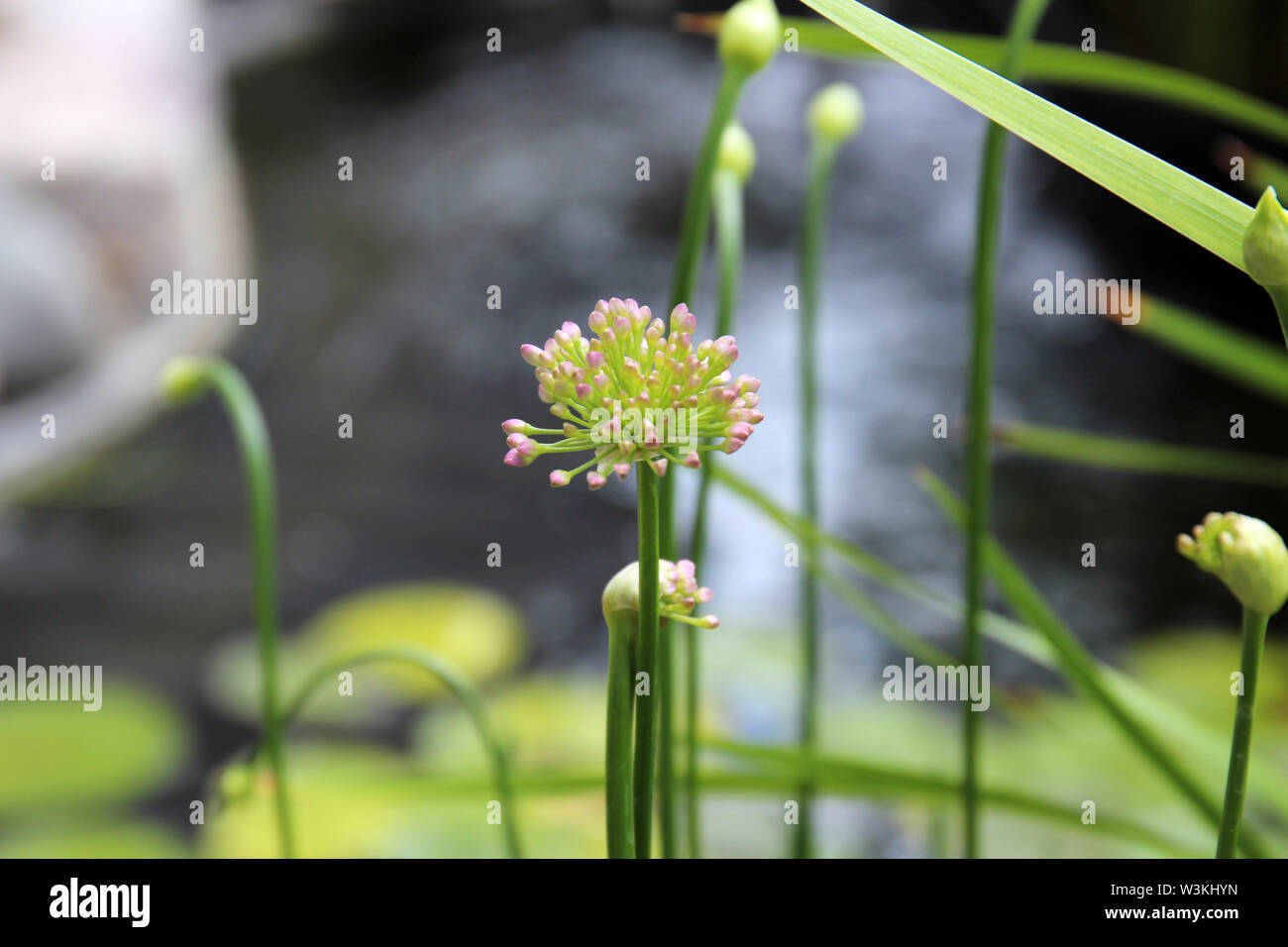 Pink moon allium hi-res stock photography and images - Alamy