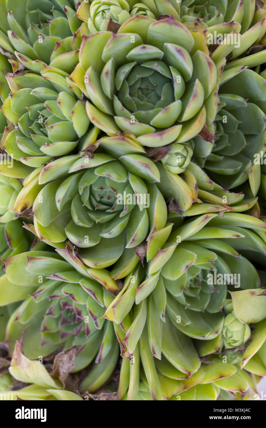 common houseleek, close up background Stock Photo - Alamy