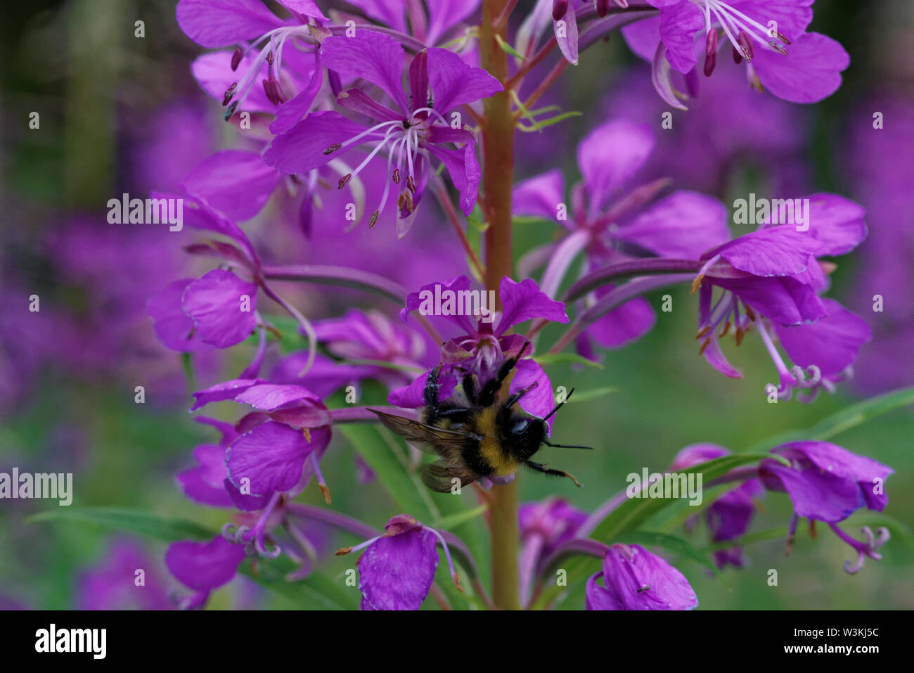 Bumblebee Fireweed High Resolution Stock Photography and Images - Alamy