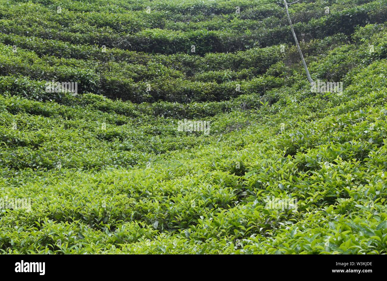 Most beautiful tea garden Stock Photo - Alamy