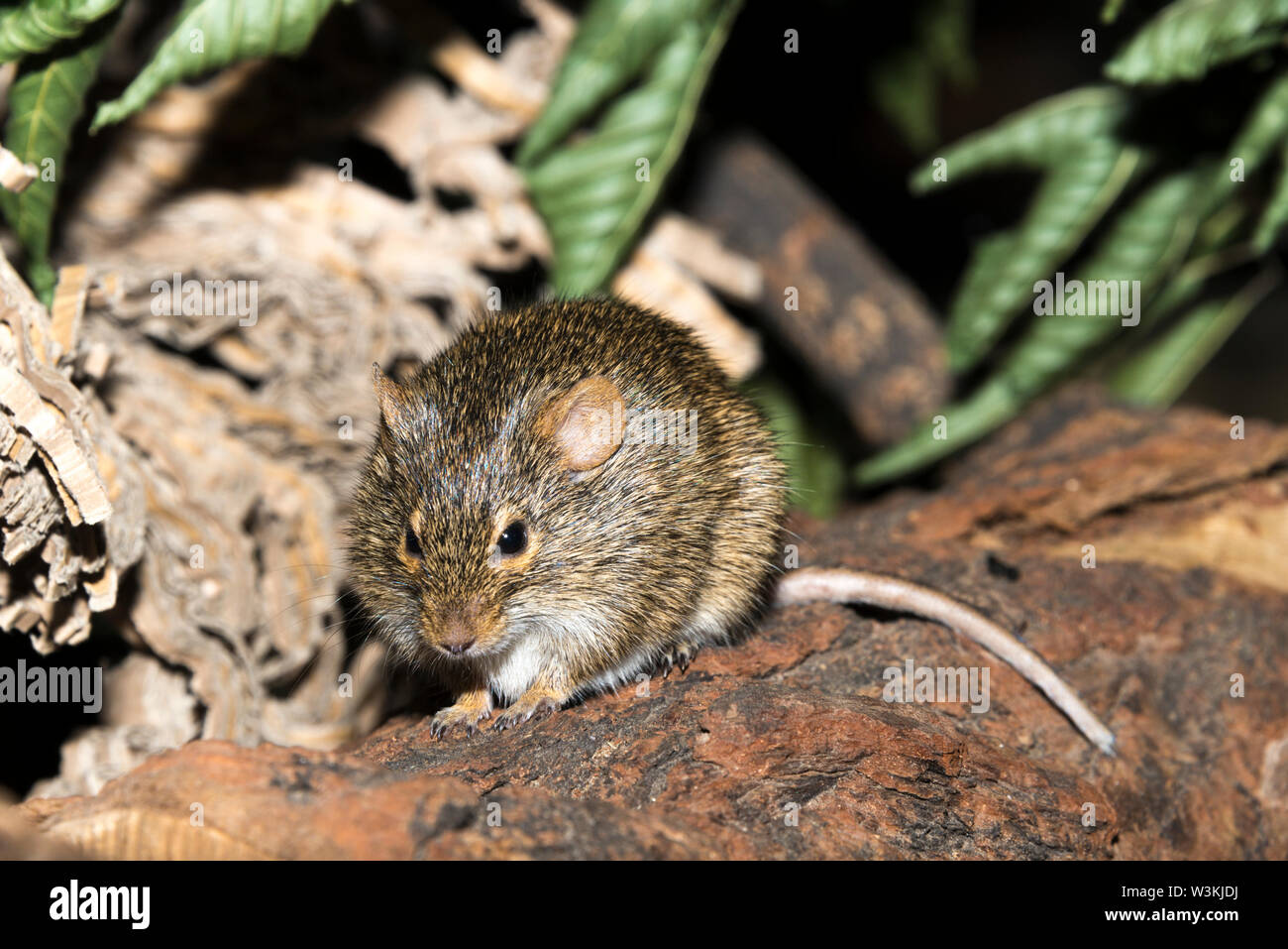 Neumanns grass rat hi-res stock photography and images - Alamy