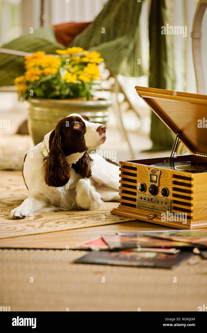 Dog sitting on a mat beside a record player Stock Photo - Alamy