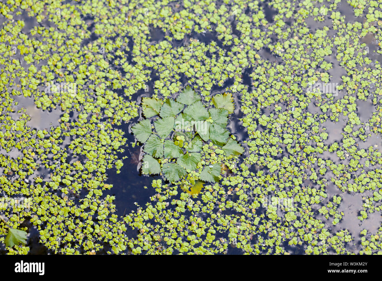 lake grass top view, green texture of plants Stock Photo - Alamy