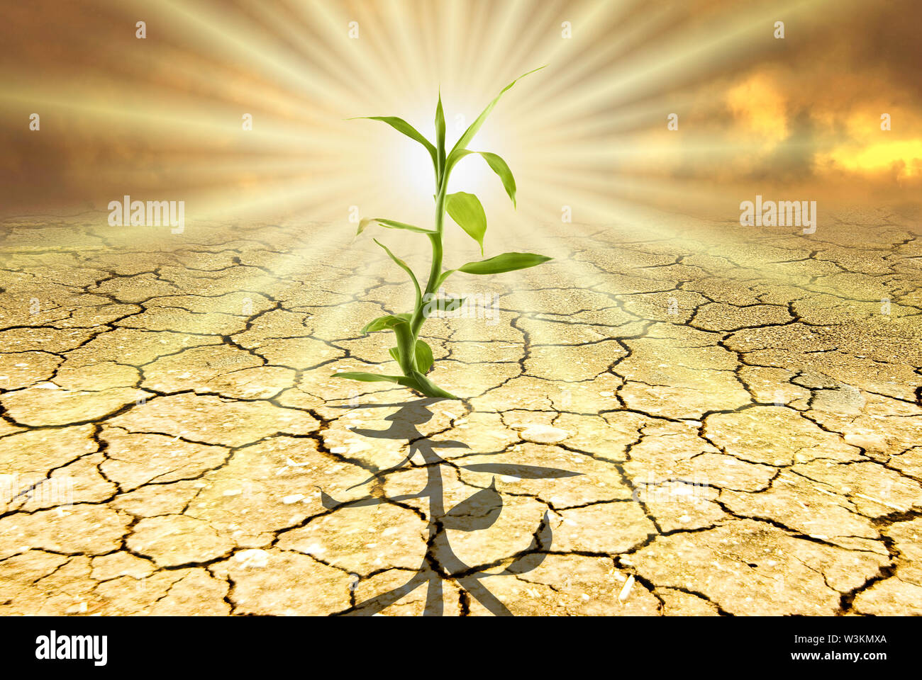conceptual scene: in a dry and parched environment from a glaring sun ...