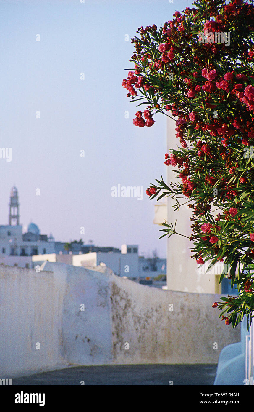 Oleander nerium oleander greece europe hi-res stock photography and ...