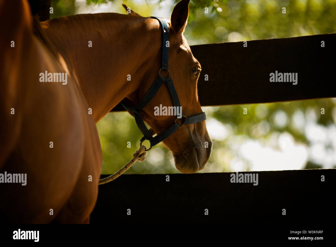 Side view of a horse in a stable Stock Photo - Alamy