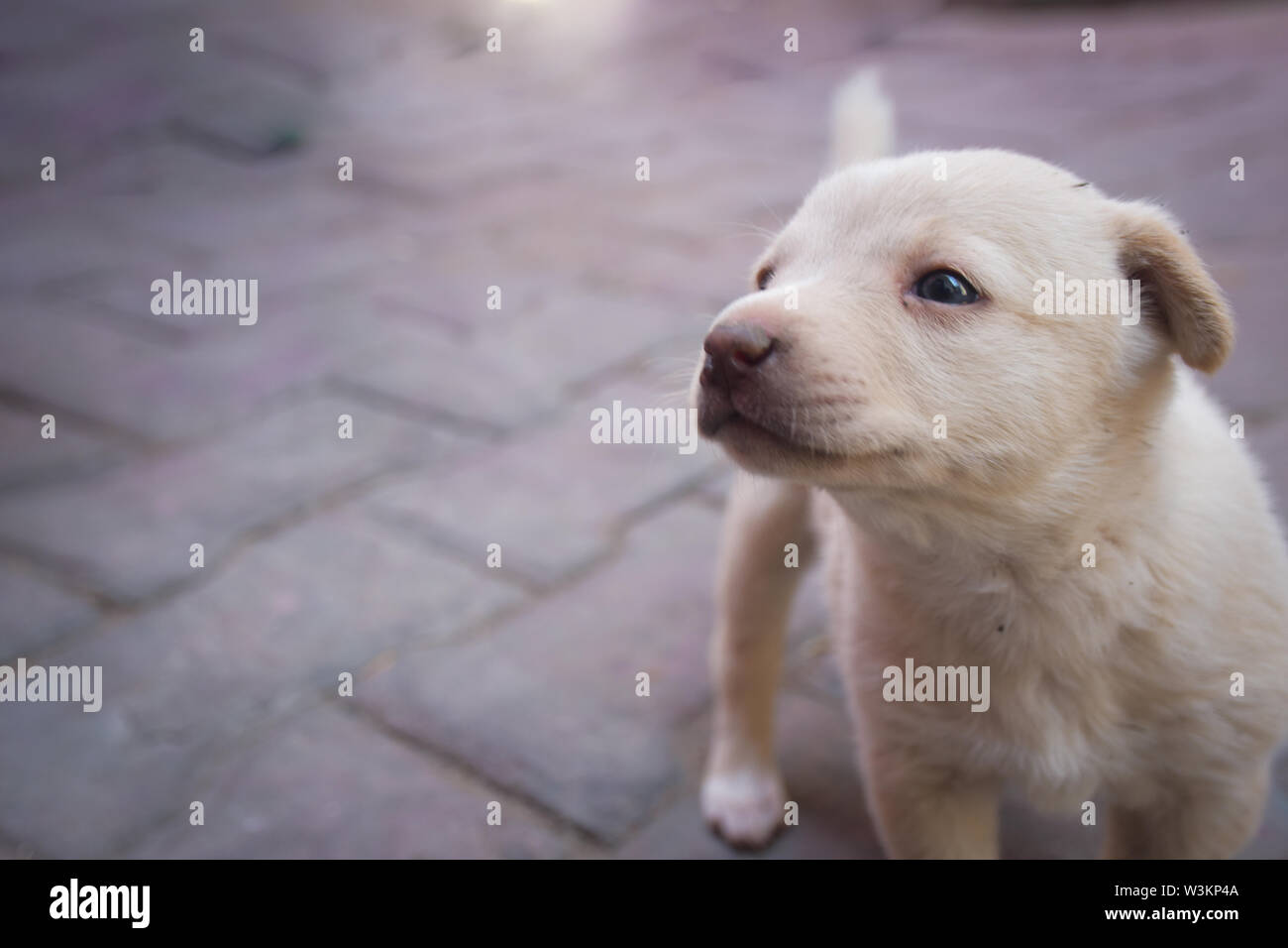 Dog lying on floor hi-res stock photography and images - Alamy