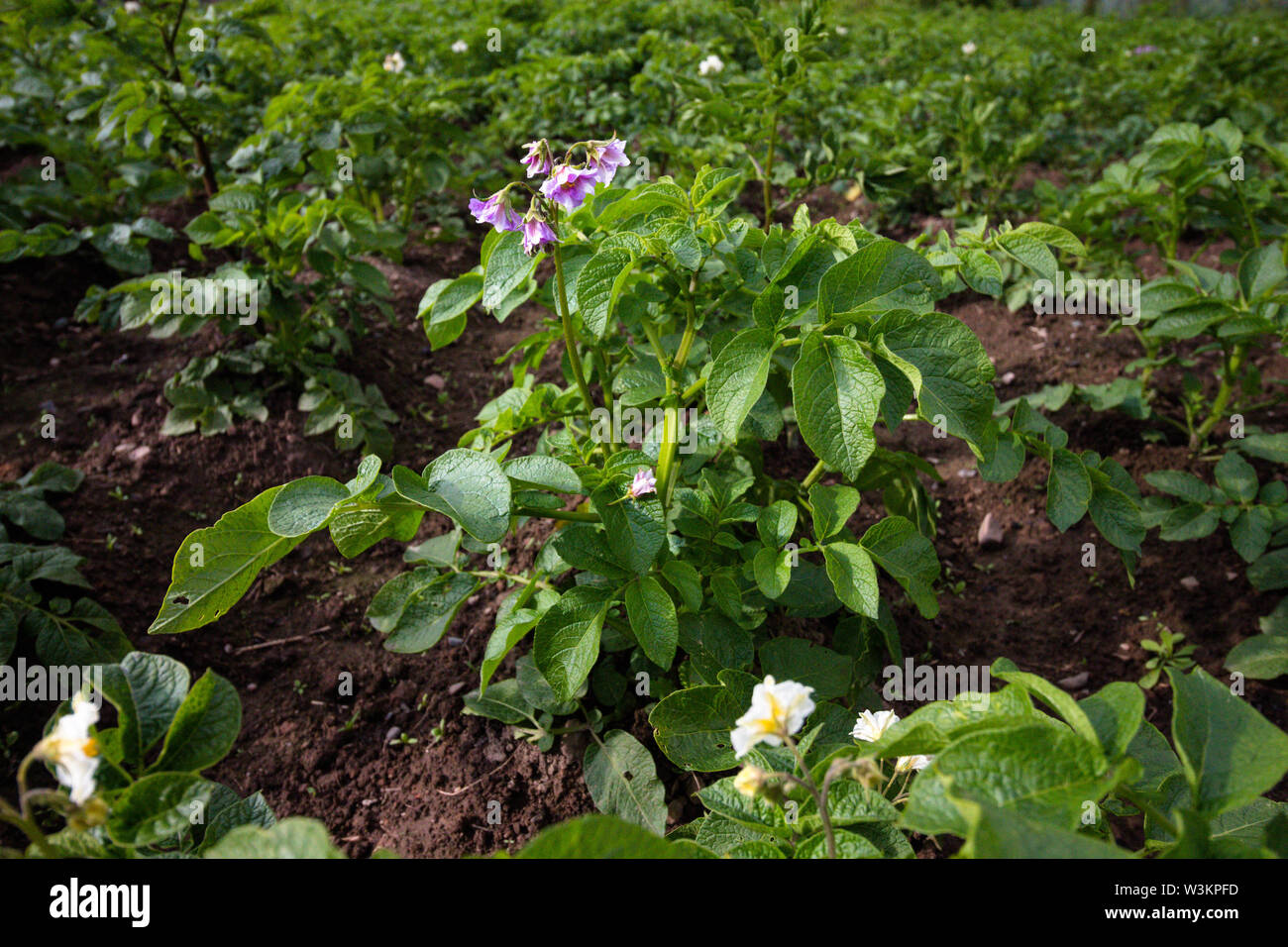 Flowering potato bushes. Potatoes are agricultural crops that are grown ...