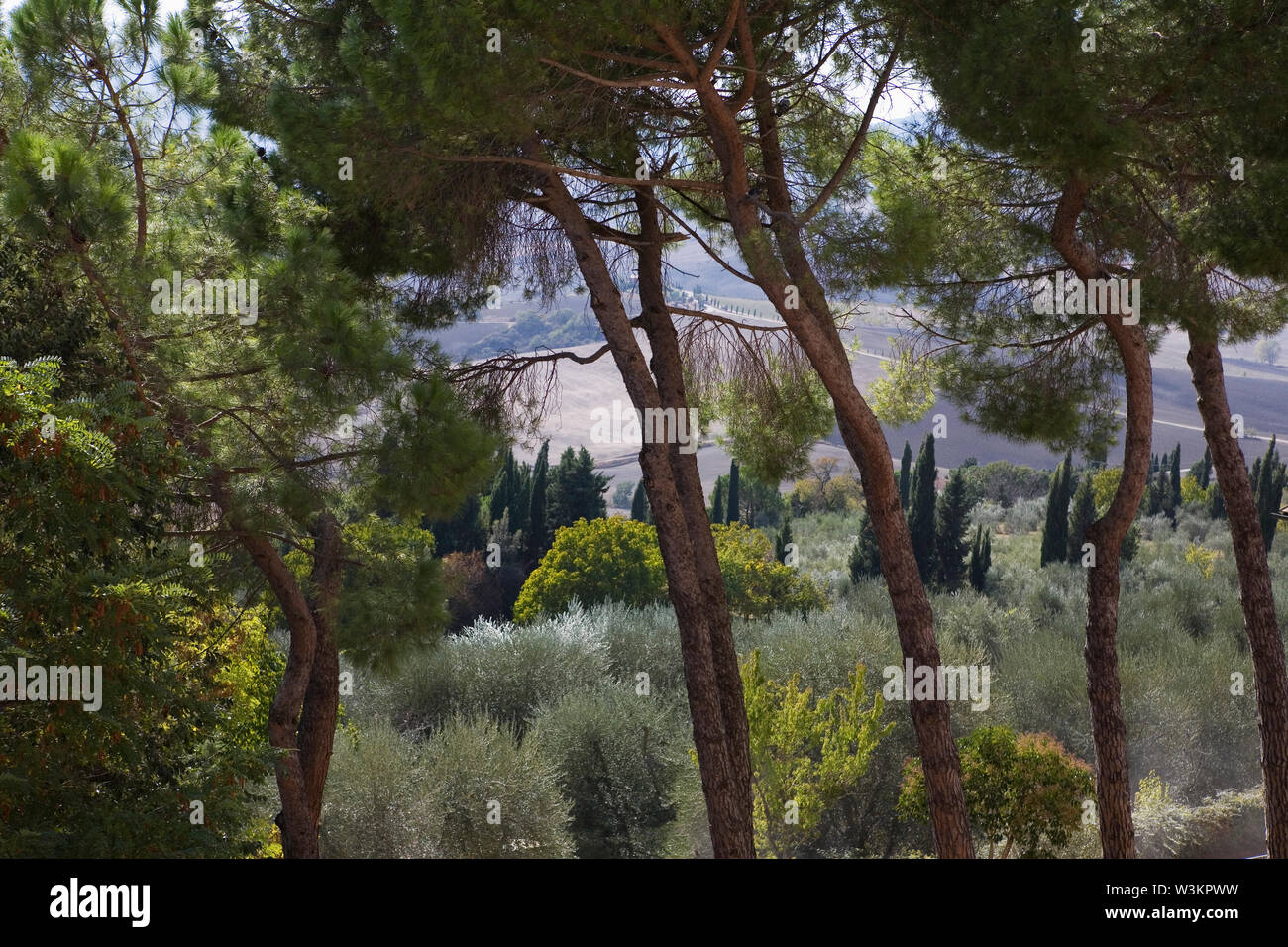 A glimpse through pine trees of the Val d'Orcia from Via del Casello ...