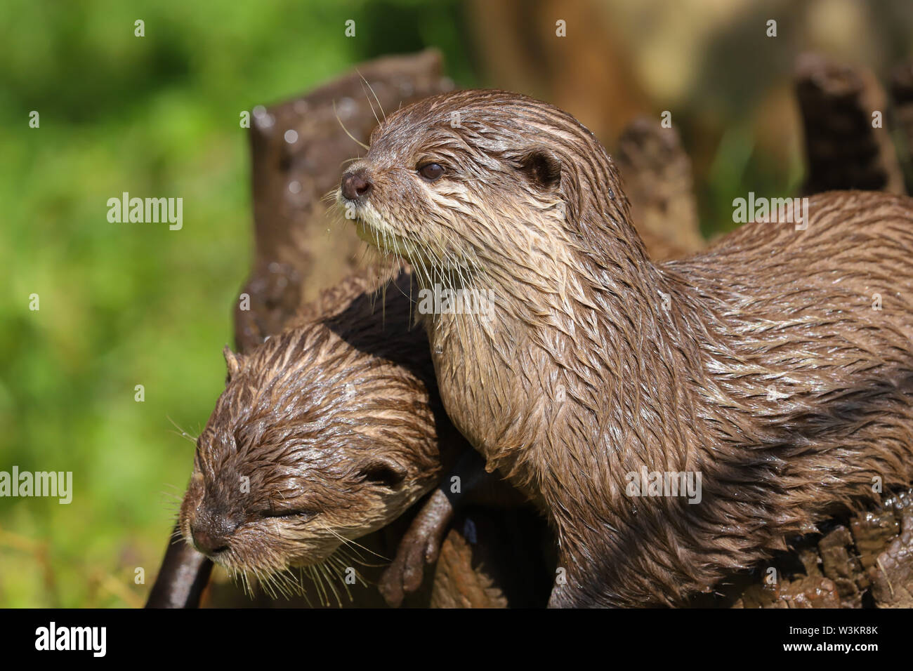 Asia amblonyx cinerea hi-res stock photography and images - Alamy