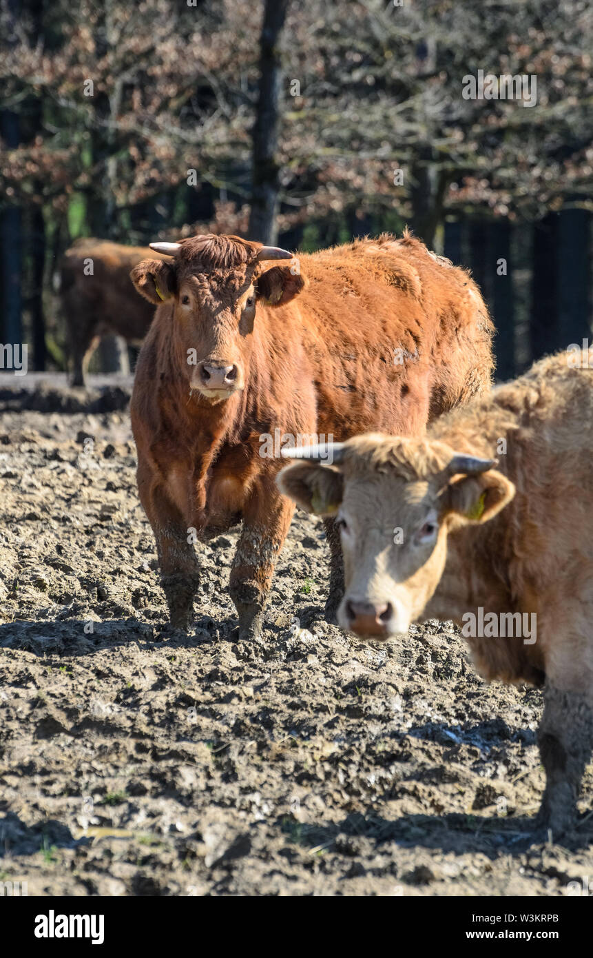 Bos taurus, Cattle on a pasture in the countryside in Bavaria, Germany ...