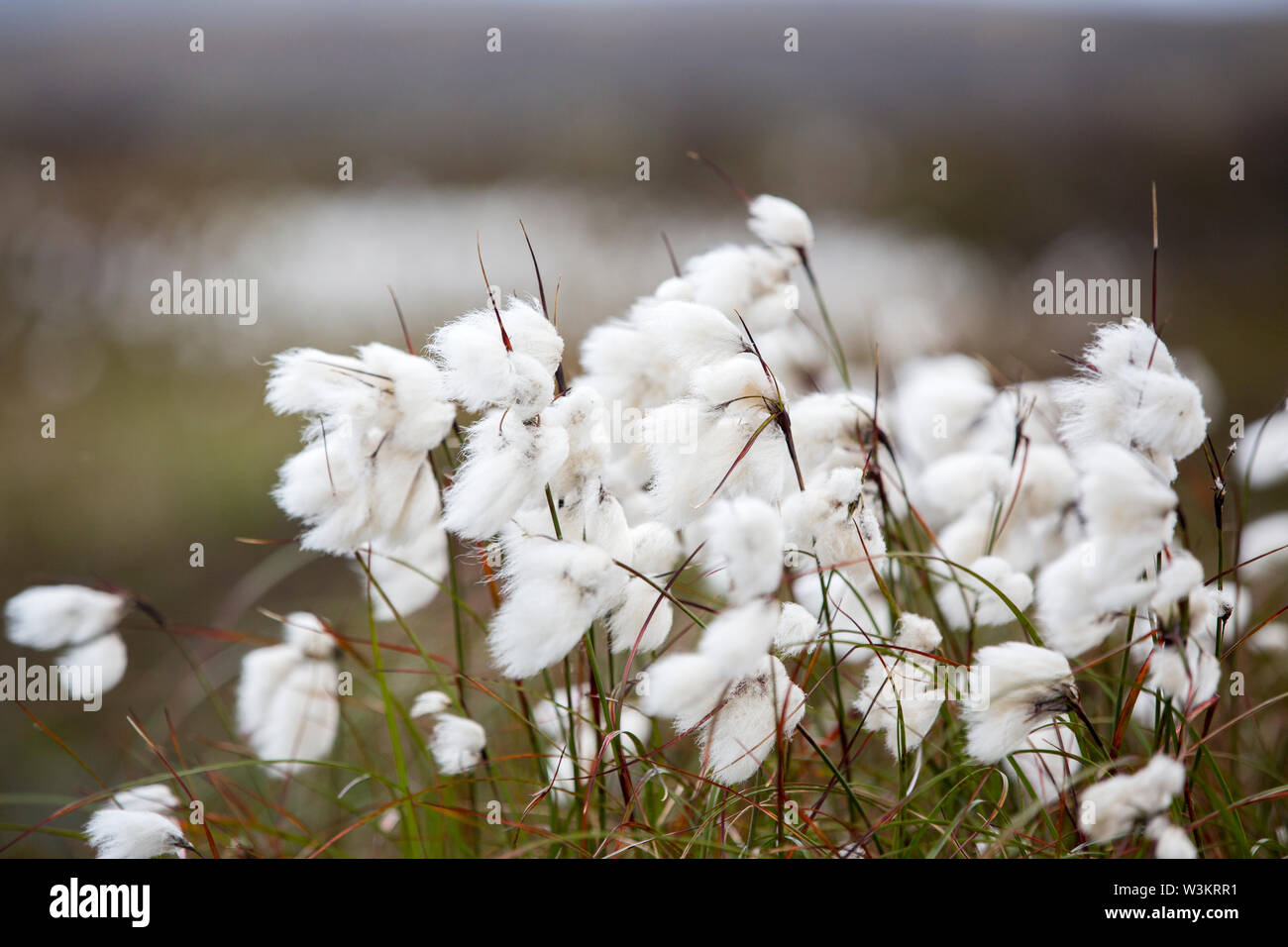 Bog cotton scotland hi-res stock photography and images - Alamy