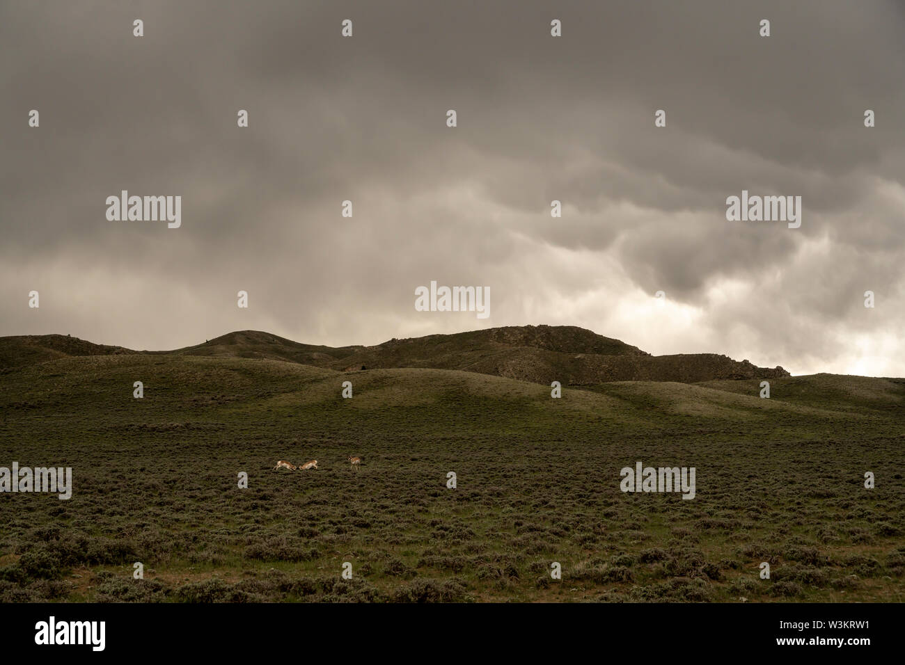 Pronghorn antelope fighting hi-res stock photography and images - Alamy