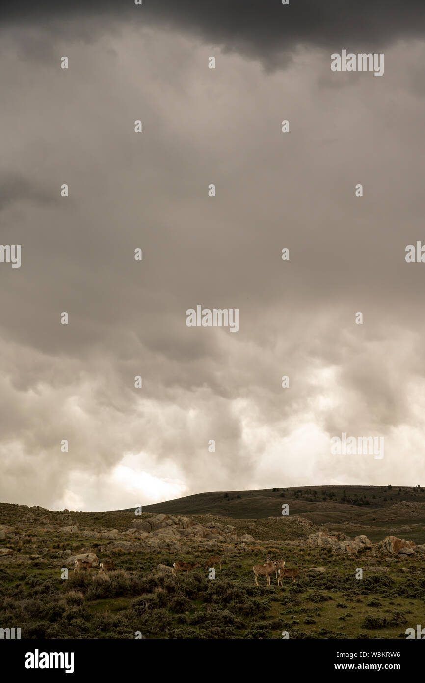 Mule deer group hi-res stock photography and images - Alamy