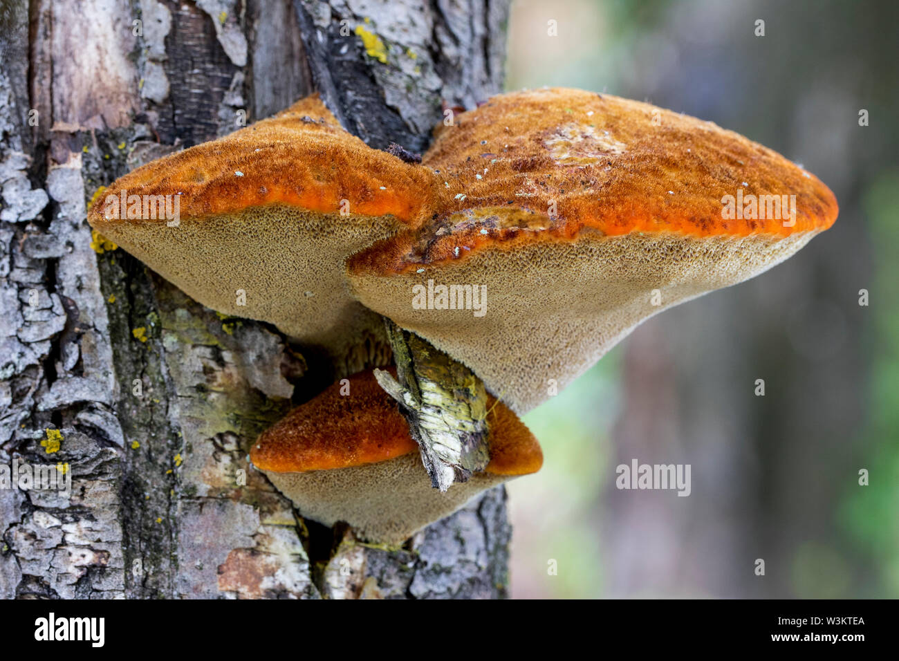 Inonotus hispidus hi-res stock photography and images - Alamy