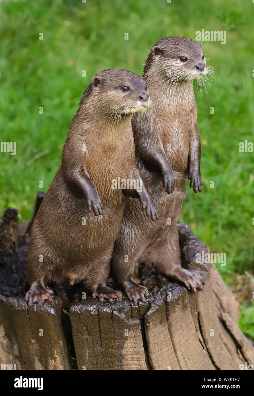 Close up Asian Short Clawed Otter (Amblonyx cinerea Stock Photo - Alamy