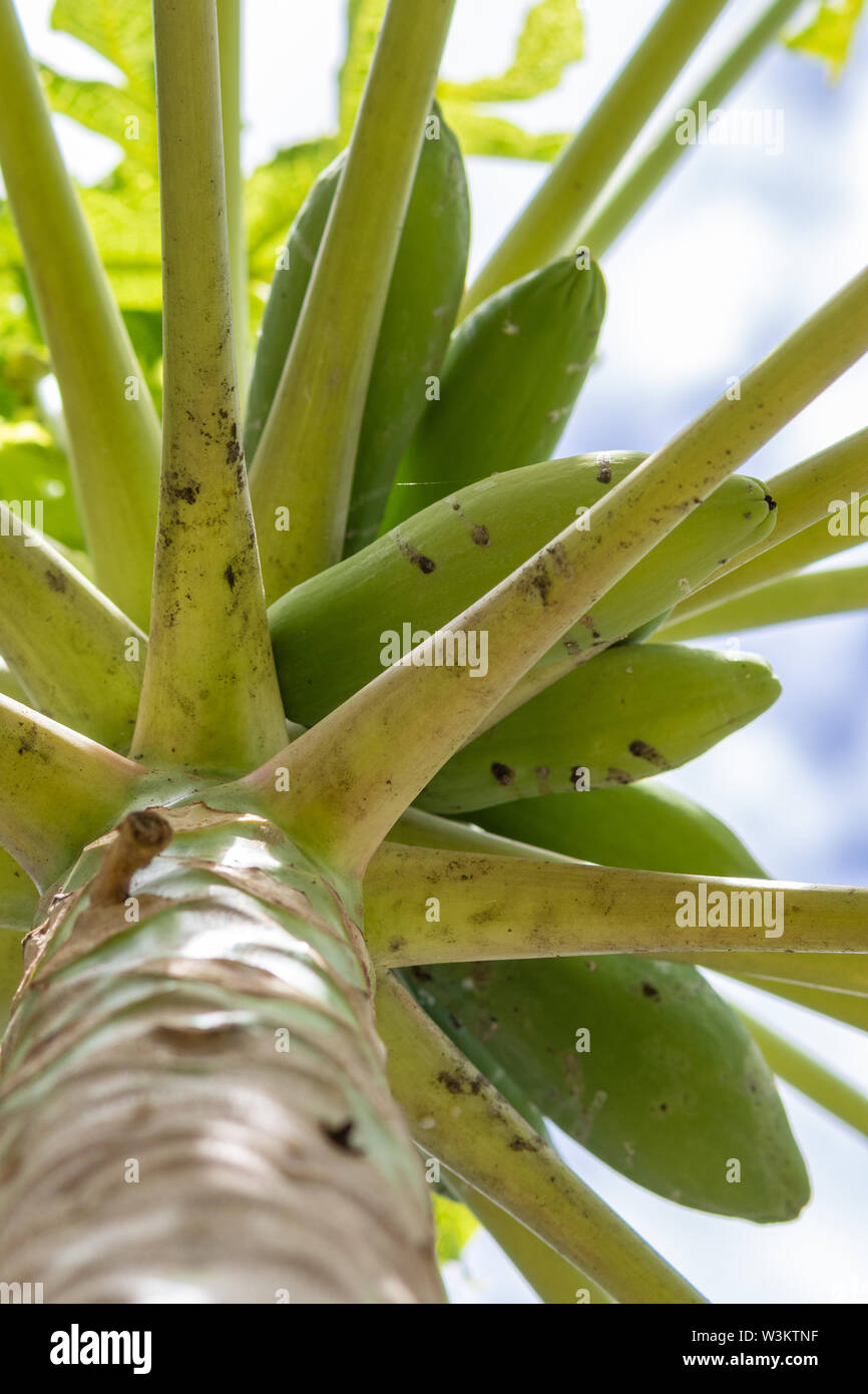 Papaya tree, tropical fruit, fruits in a tree Stock Photo - Alamy
